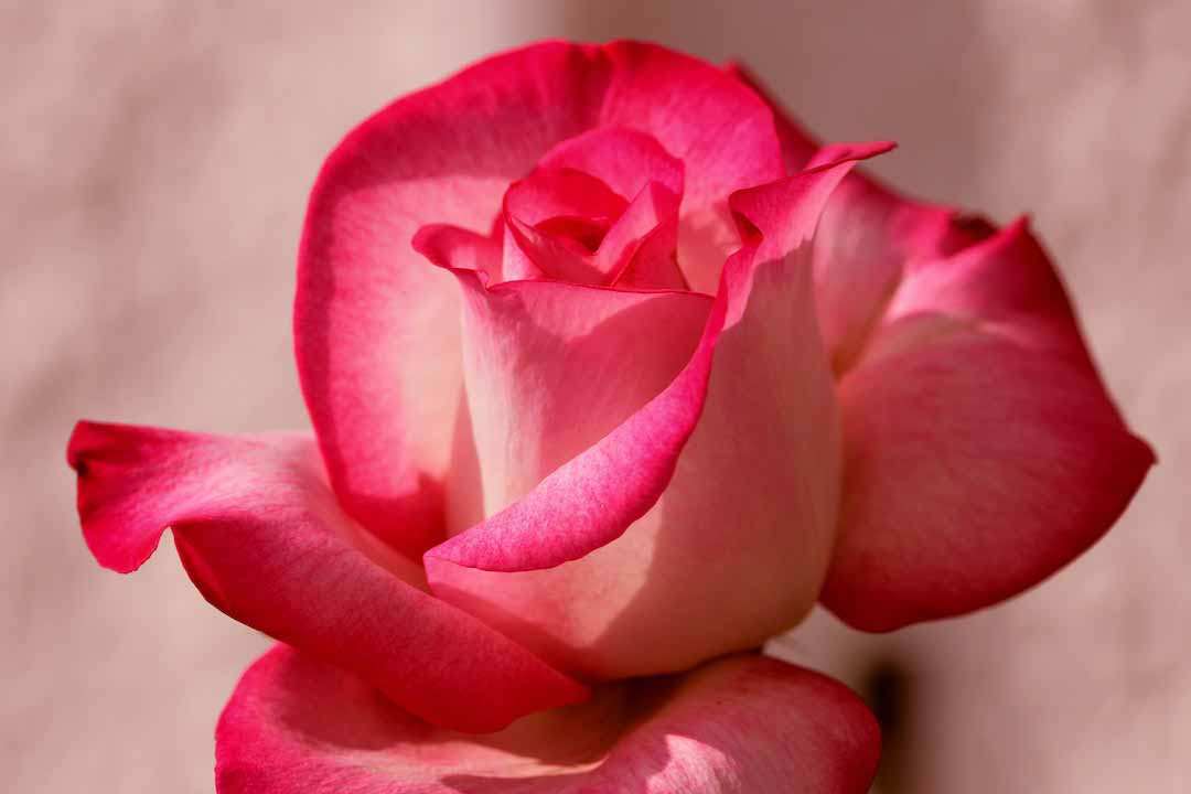 50+ Best Rose Flower Images Available Free Download Now